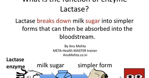What Is The Function Of Enzyme Lactase Dr Anu Mehta