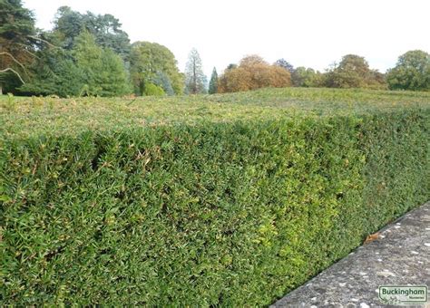 Yew English Taxus Baccata Hedging Shrubs Dwarf Hedges Buckingham Nurseries Ltd