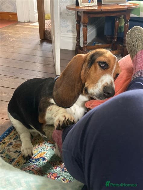 Basset Pups Expected Soon For Sale In Scarborough Pets4homes