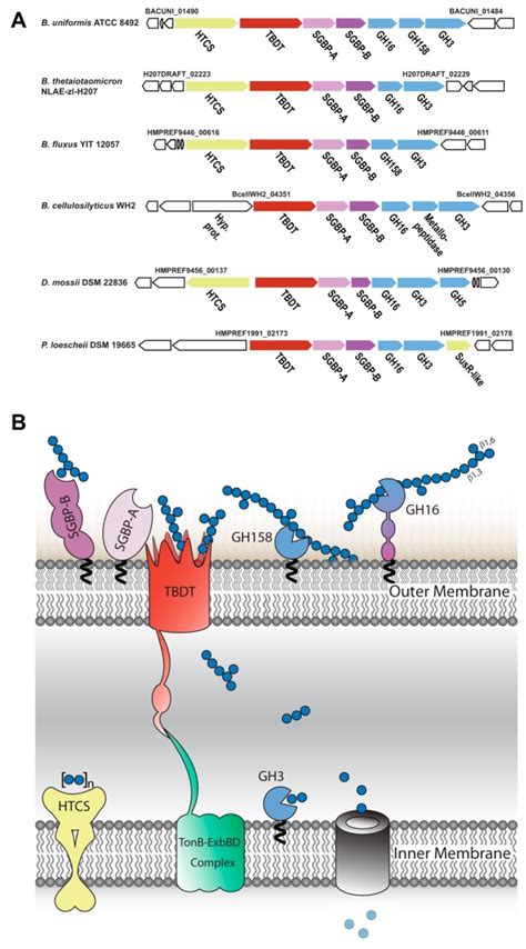 Synergy Between Cell Surface Glycosidases And Glycan Binding Proteins Dictates The Utilization