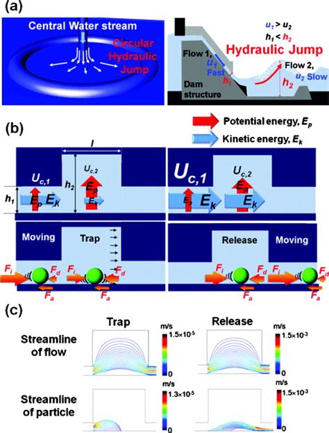 Hydrodynamic Trap And Release Phenomenon From Hydraulic Jump In Nature