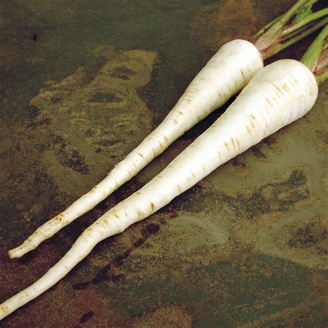 Gladiator Parsnip Seed Territorial Seed Company