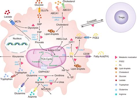 Macrophages New Findings On Metastatic Cell And Macrophage