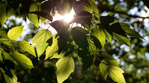 Солнце и листья · 1920x1080 Full Hd бесплатная фотография от Denisark картинки и обои на