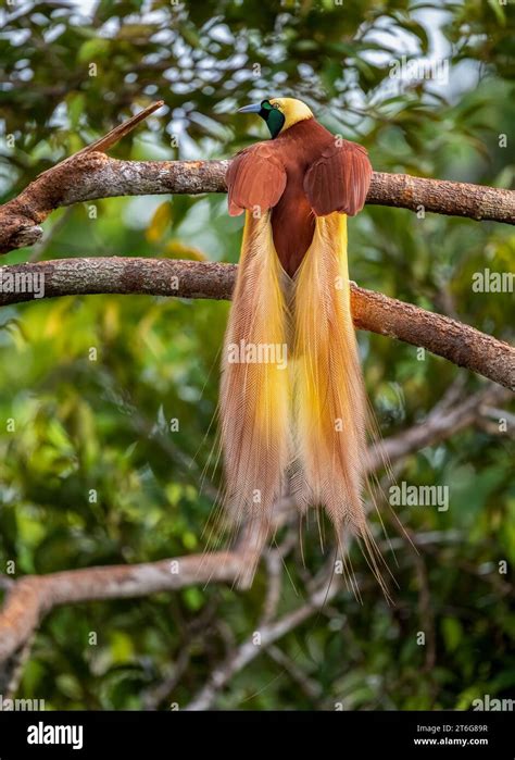 Bird Photography Indonesia Naturalist David Attenboroughs Favourite