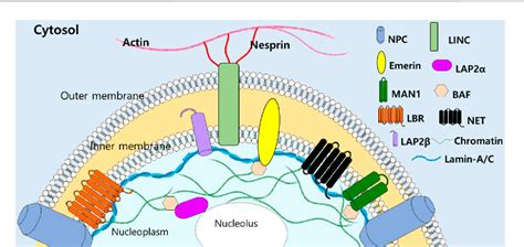 Figure 2 From Overview Of Cellular Homeostasis Associated Nuclear