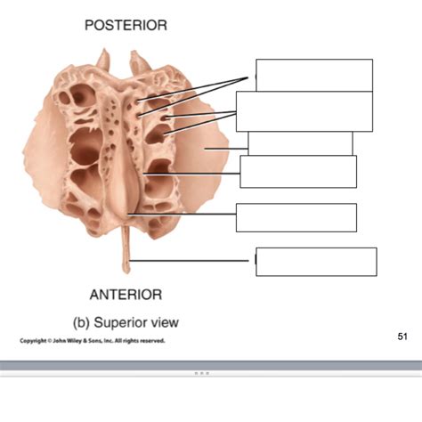 Ethmoid Bone Diagram Quizlet