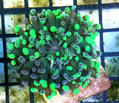 Frammer Bicolor ⋆ Reefsolution