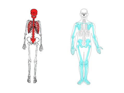 Axial And Appendicular Skeleton Unlabeled
