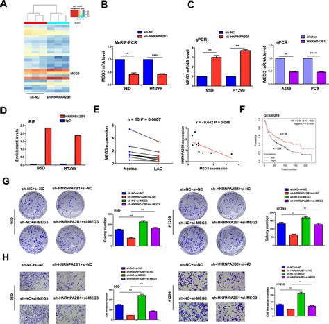 Hnrnpa2b1 Acted By M⁶a Dependent Modification Of Lncrna Meg3 In Nsclc Download Scientific