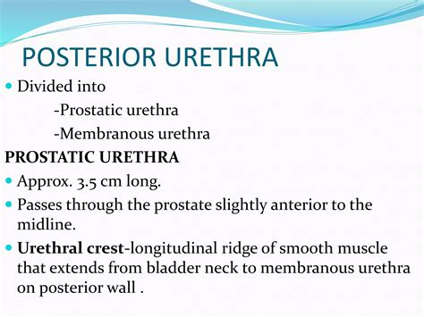 Antegrade And Retrograde Urethrogram Pptx Medical Tests Medical Health