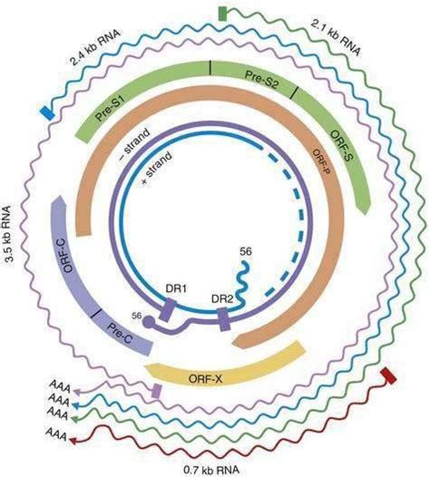 Hepatitis B And D Abdominal Key
