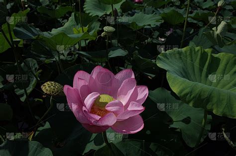 荷花 淡粉色