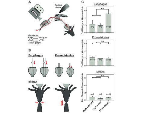 Activation Of Central Serotonergic Neurons Affects Esophagus And Download Scientific Diagram