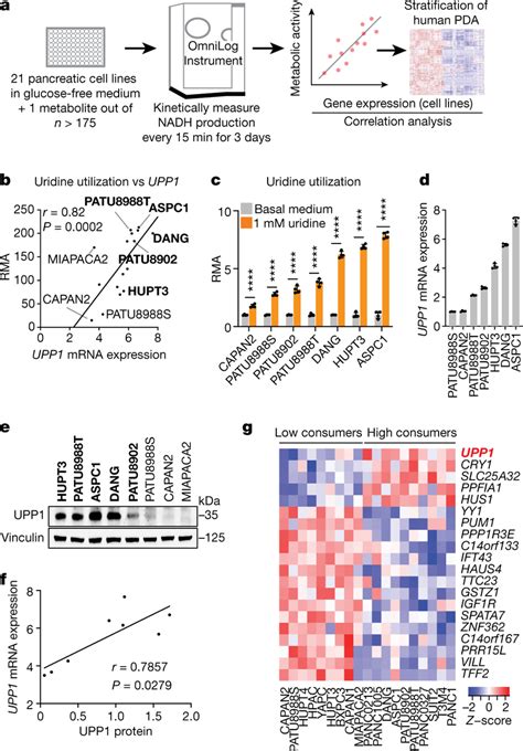 Profiling Of Metabolite Utilization In Pda Cells Identifies Uridine A