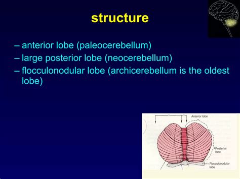 Motor System3 Cerebellum Ppt
