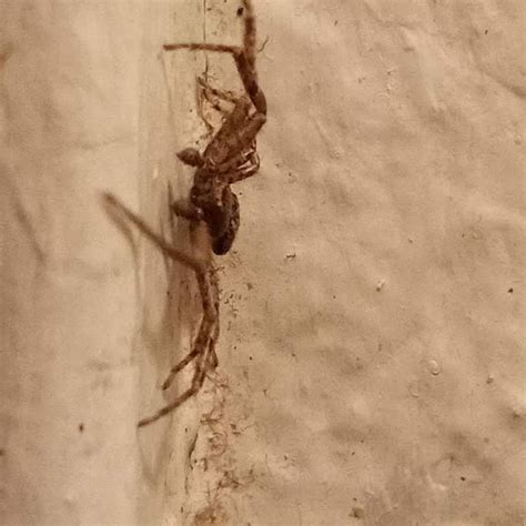Utah Crab Spider R Spiders
