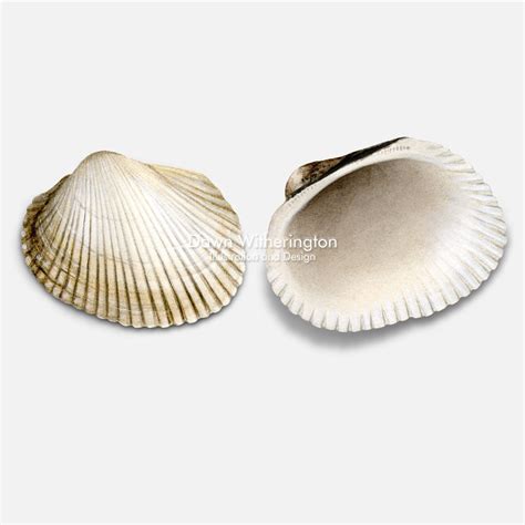 Blood Ark Shells Drawnbydawn