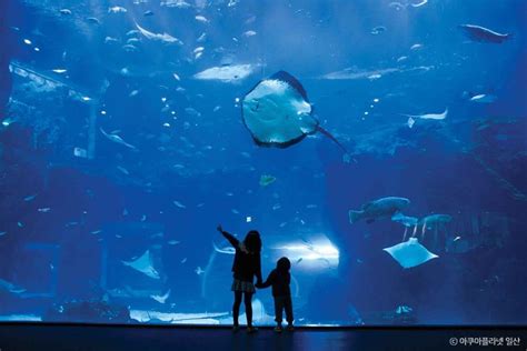아쿠아플라넷 일산 관광 정보와 주변 관광 명소 및 근처 맛집 여행 정보 아쿠아플라넷 일산 관광 정보와 주변 관광 명소 및 근처 맛집 여행 정보