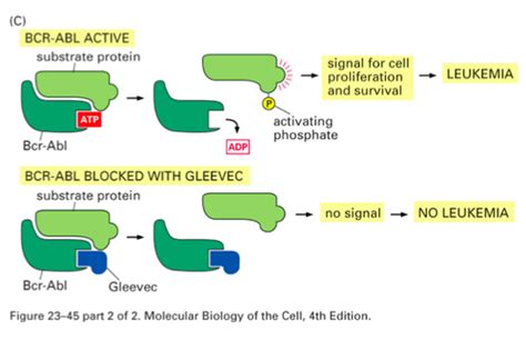 Abnormal Cell Growth Quizlet