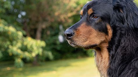 Hovawart - Charakter, Geschichte und Pflege - WaldiBello