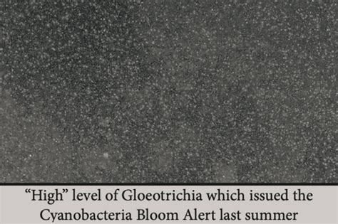 Invasive Species And Cyanobacteria Great East Lake Association