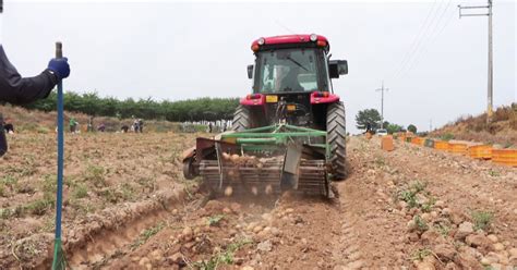 녹색 감자 전래 200주년세계에 수출하는 K 씨감자