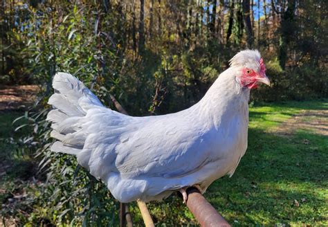 Pearl Legbar The Pasture Farms