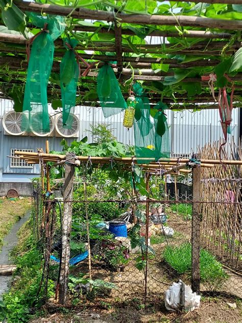 日常記錄┃爸爸種的菜 醜豆蒲瓜 皇帝豆小蕃茄 芭藥火龍果清明包潤餅 手作蛋糕超專業 父さんが育てる台湾野菜果物 潔西姊姊・日本台湾日常