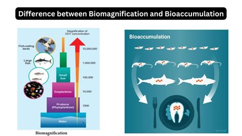 Difference Between Pollination And Fertilization Pollination Vs Fertilization Biology Notes