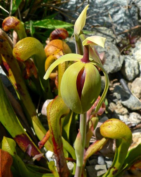 Darlingtonia Californica California Pitcher Plant Chrysamphora Cobra