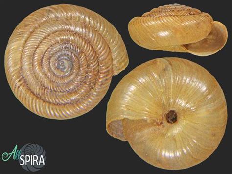 Janulus Bifrons Allspira