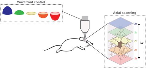 A Dm Is Used For Manipulating The Light Beam Wavefront Reaching The Download Scientific Diagram