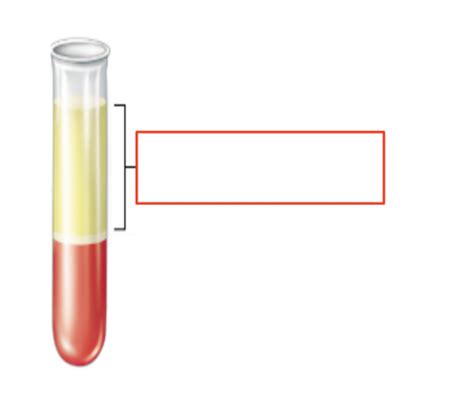 Biol 232 Lab Practical 1 Flashcards Quizlet