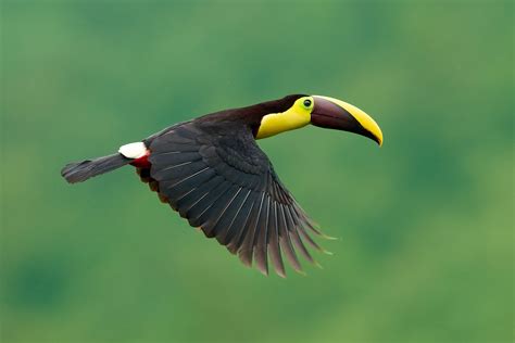 Croaking And Yelping Toucans When Photos Dont Tell The Whole Story