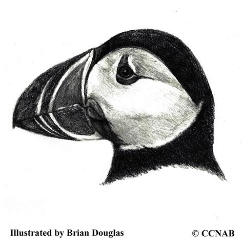 Tufted Puffin Drawing