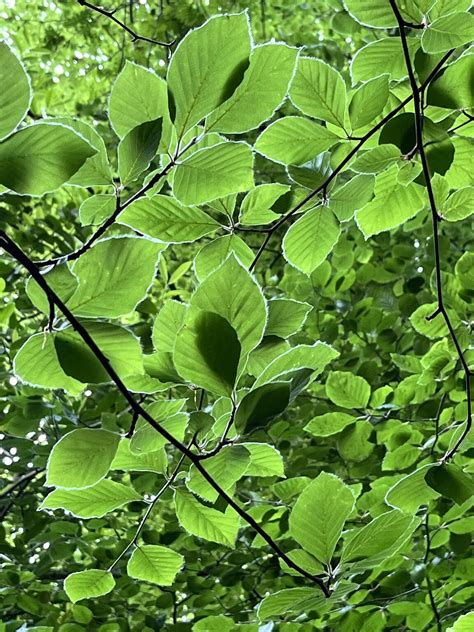 What Does The Colour Green Do For Us We Has Humans Can Distinguish