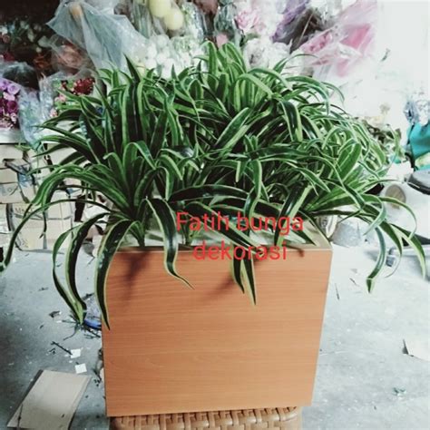 34 Contoh Bunga Lili Paris Terpopuler Informasi Seputar Tanaman Hias