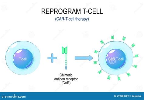 Car T Cell Cancer Therapy Process Of A T Cell Reprogramming Cartoon Vector