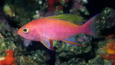 Resplendent Anthias Anthias Saltwater Fish