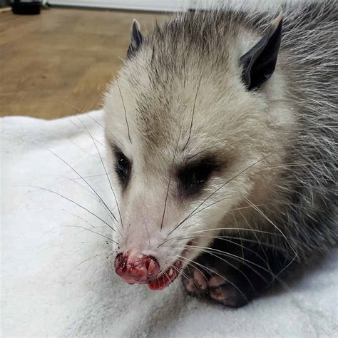 Possum Teeth