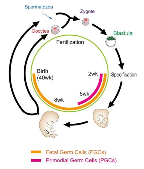 汤富酬课题组在《molecular Cell》发表综述系统总结人类生殖系细胞发育的分子机制研究 北京未来基因诊断高精尖创新中心
