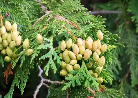 27 Types Of Cedar Trees With Pictures And Identification