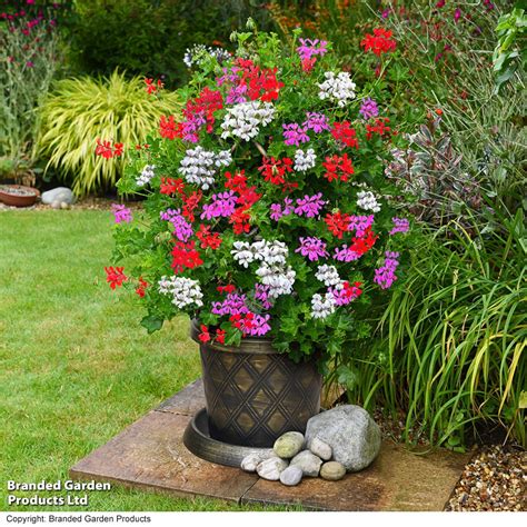 Geranium Trailing Collection Dobies