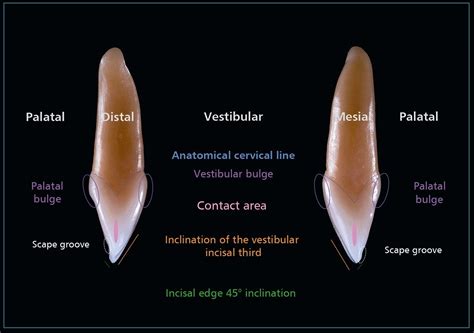 4 Dental Morphology Pocket Dentistry