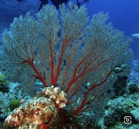 산호 종류 이름 궁금해요 지식in
