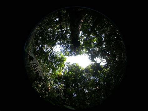 Gap Dynamics Alchetron The Free Social Encyclopedia