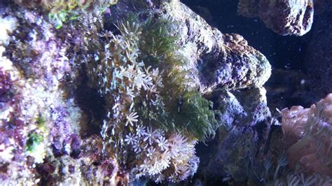 Dinos ??? - Allgemeine Themen und Fragen - Nanoriffe