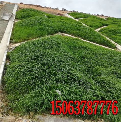边坡绿化植物种类 绿化草种 新闻中心 济宁百利鑫草业有限公司
