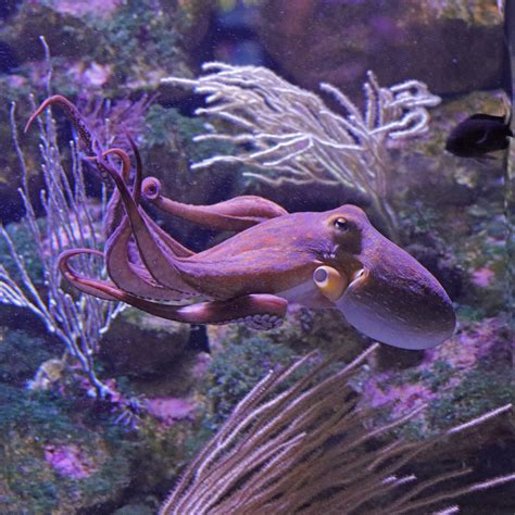 Krake Anatomie Wieviele Gehirne Hat Eine Krake Pwpk